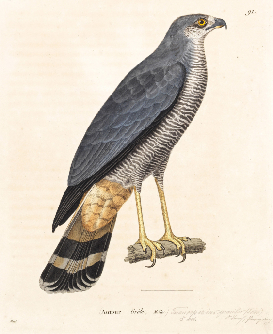 Nicolas Huet der Jüngere